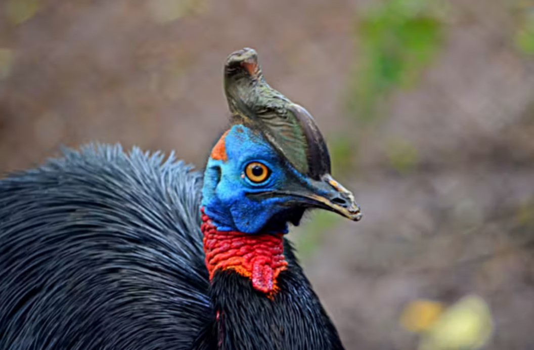 Burung Kasuari, Burung Purba yang Setia Menjaga Ekosistem Hutan Papua ...